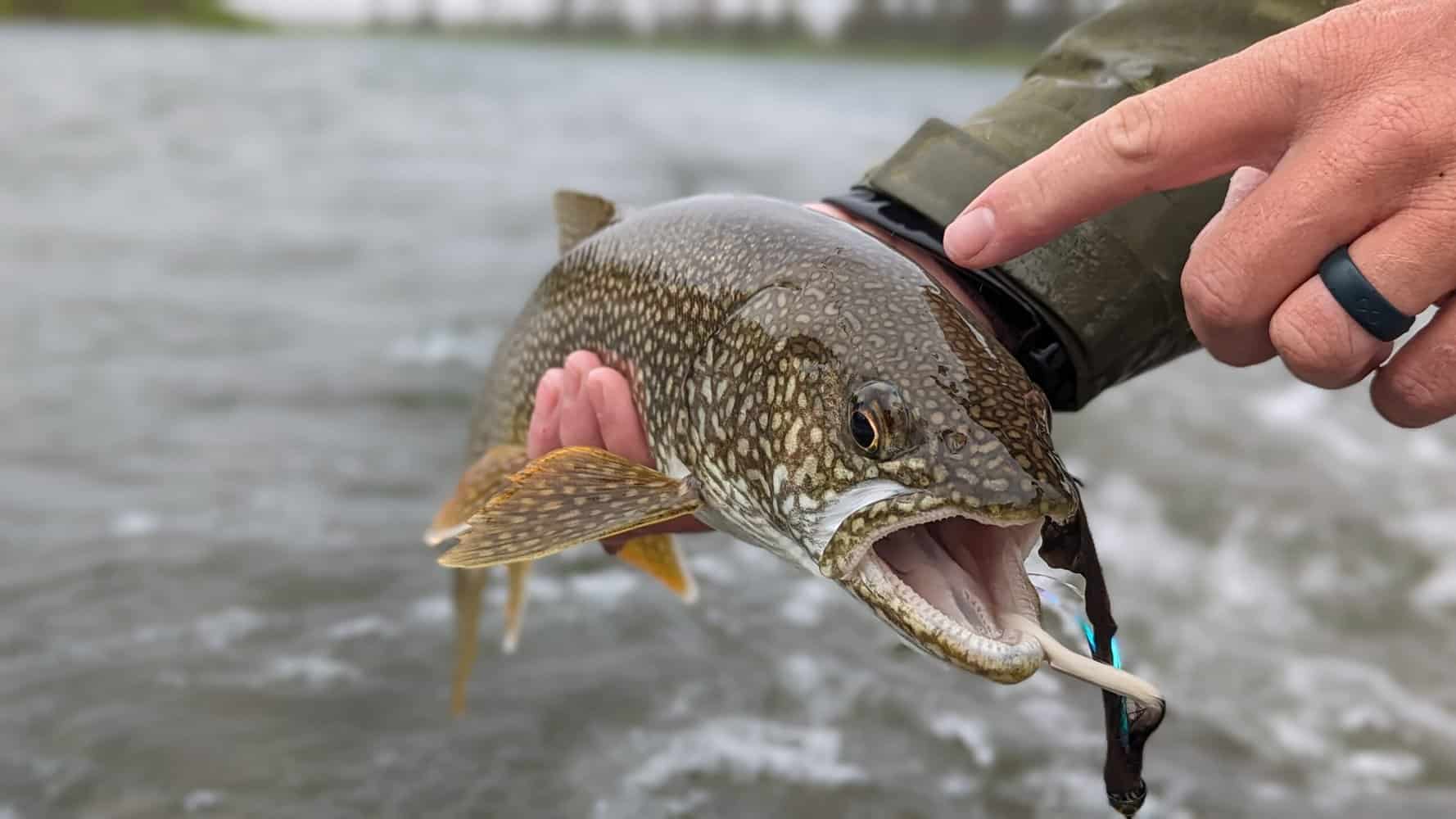 Do Trout Have Jaws? The Better To Bite You With! – AnglerWise