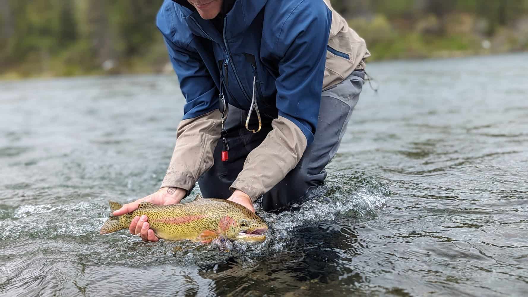 Do Trout Have Jaws? The Better To Bite You With! – AnglerWise