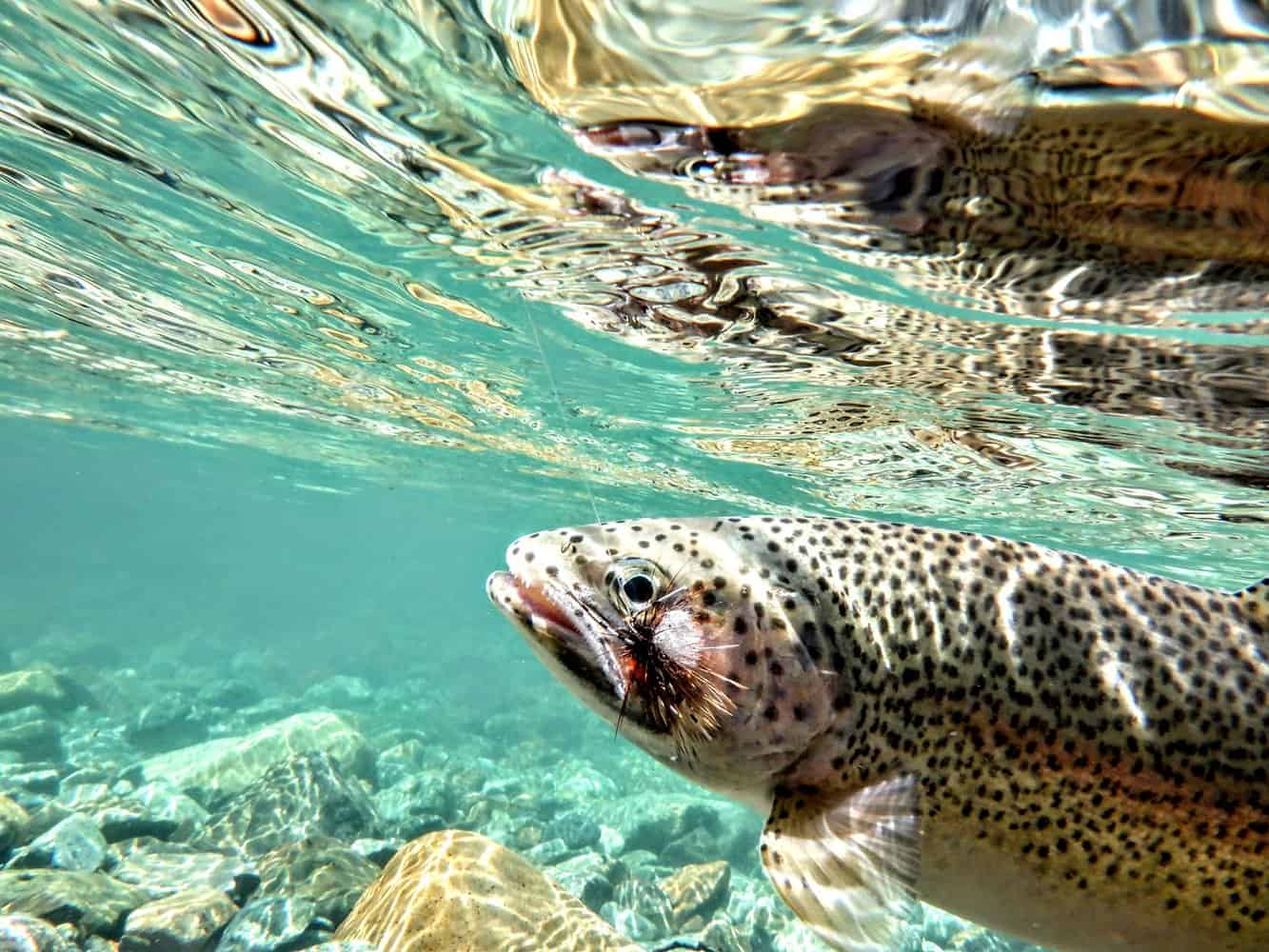 Why Do Trout Jump? The Answers Might Surprise You – AnglerWise