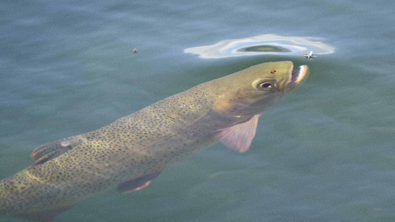 What Do Cutthroat Trout Eat? Cutthroat Trout’s Vast Diet – AnglerWise