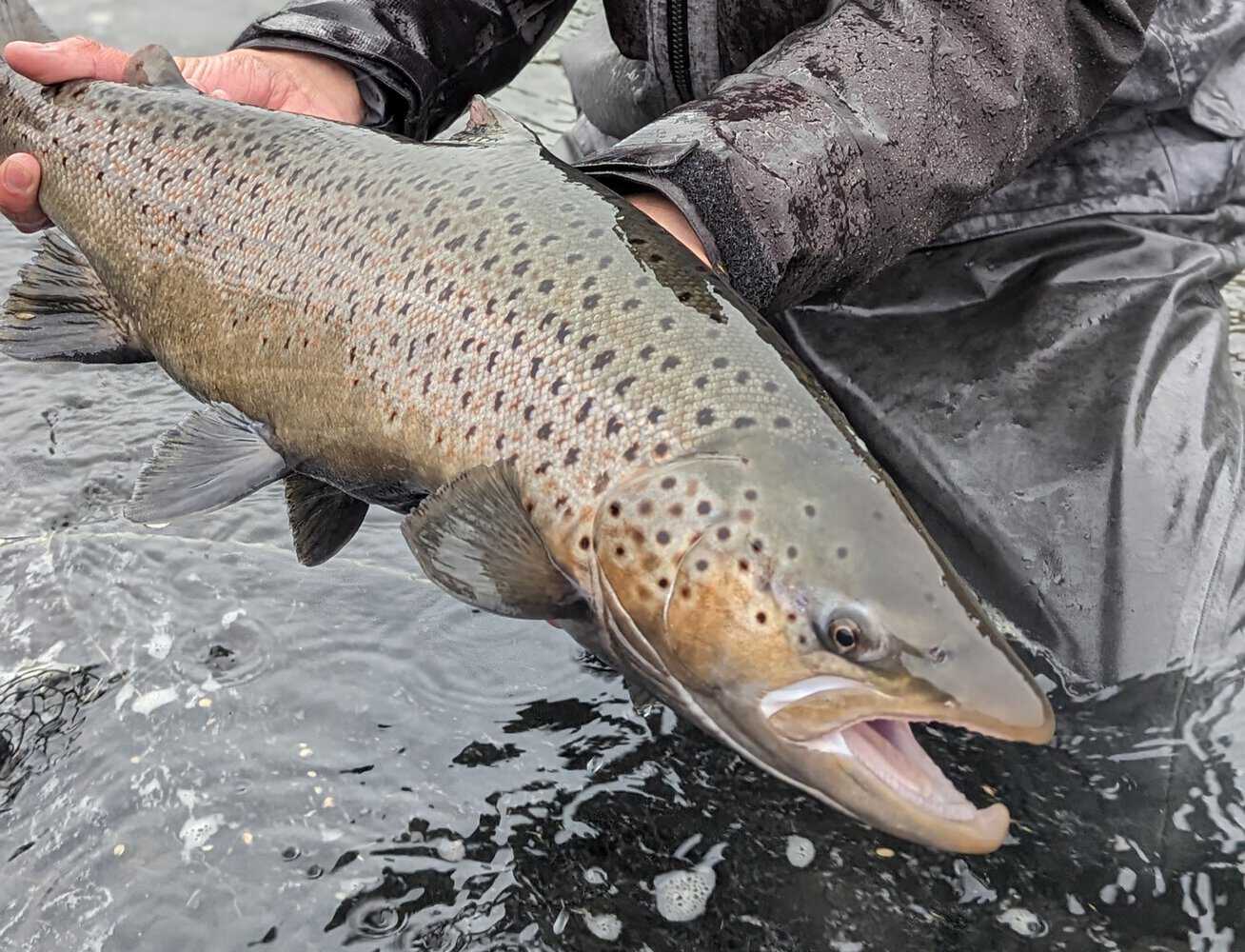 What’s The Biggest Trout On Earth? You Might Be Surprised – AnglerWise