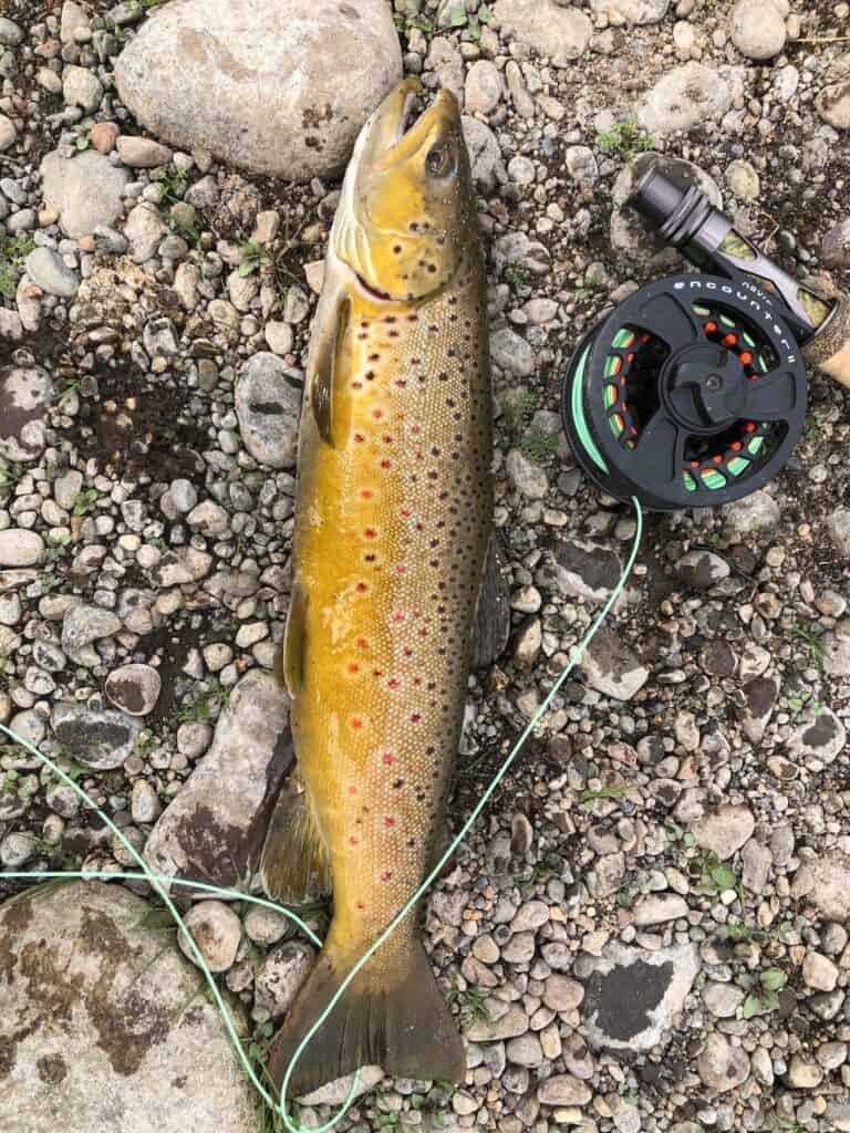 The Best Baits For Stocked Trout In Urban Ponds – AnglerWise