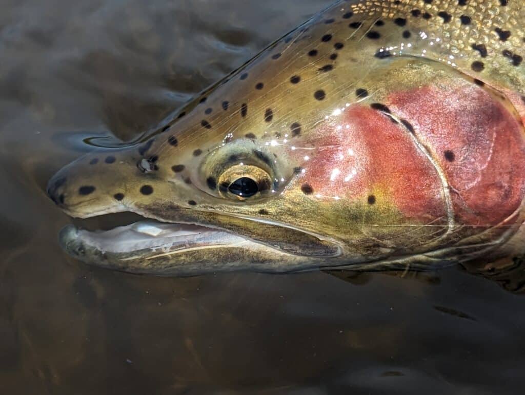 Why Do Trout Swim Upstream? The Spawning Run Explained – AnglerWise