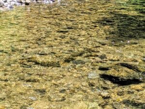 Why Do Trout Swim Upstream? The Spawning Run Explained – AnglerWise