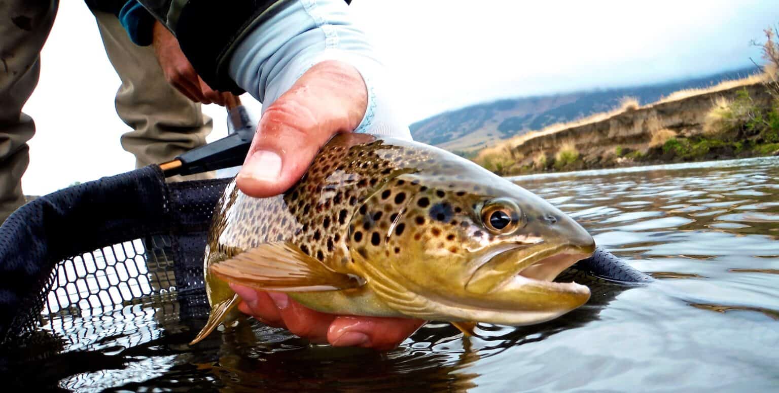 Why Do Trout Swim Upstream? The Spawning Run Explained – AnglerWise