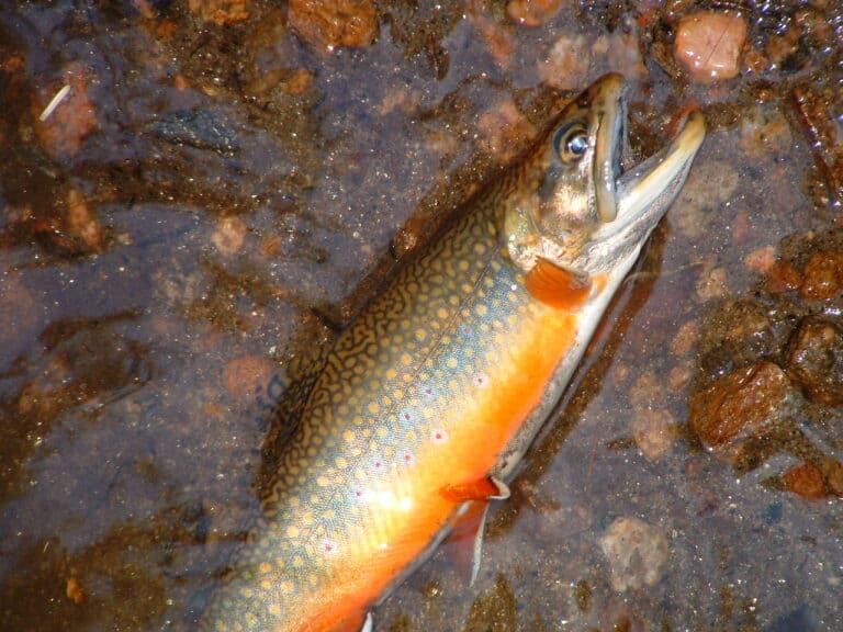 Why Do Trout Swim Upstream? The Spawning Run Explained – AnglerWise