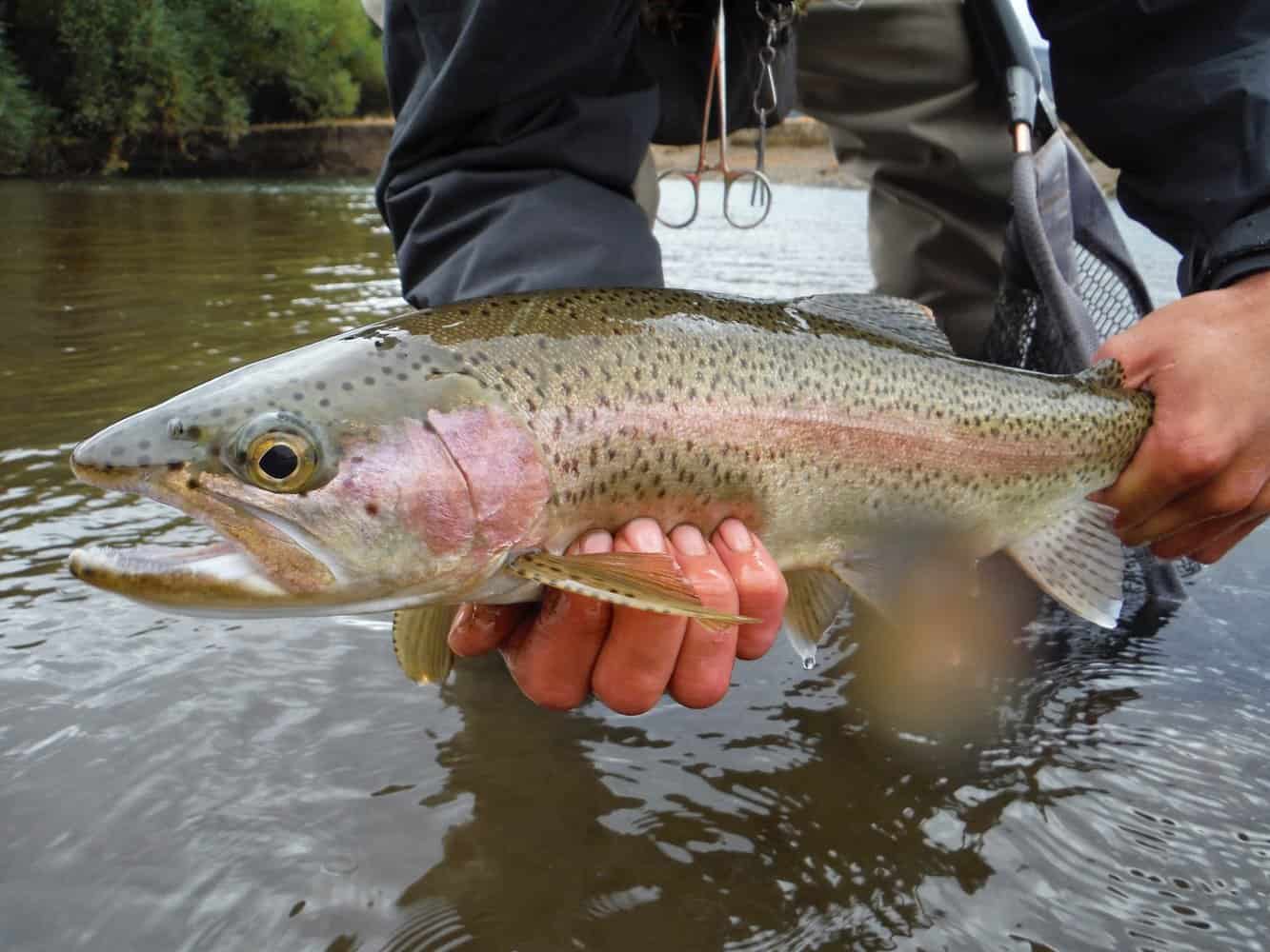 How Are Brook Trout And Rainbow Trout Different? Cousins From The Same ...