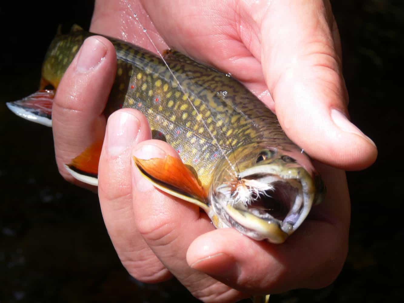 How Are Brook Trout And Rainbow Trout Different? Cousins From The Same ...