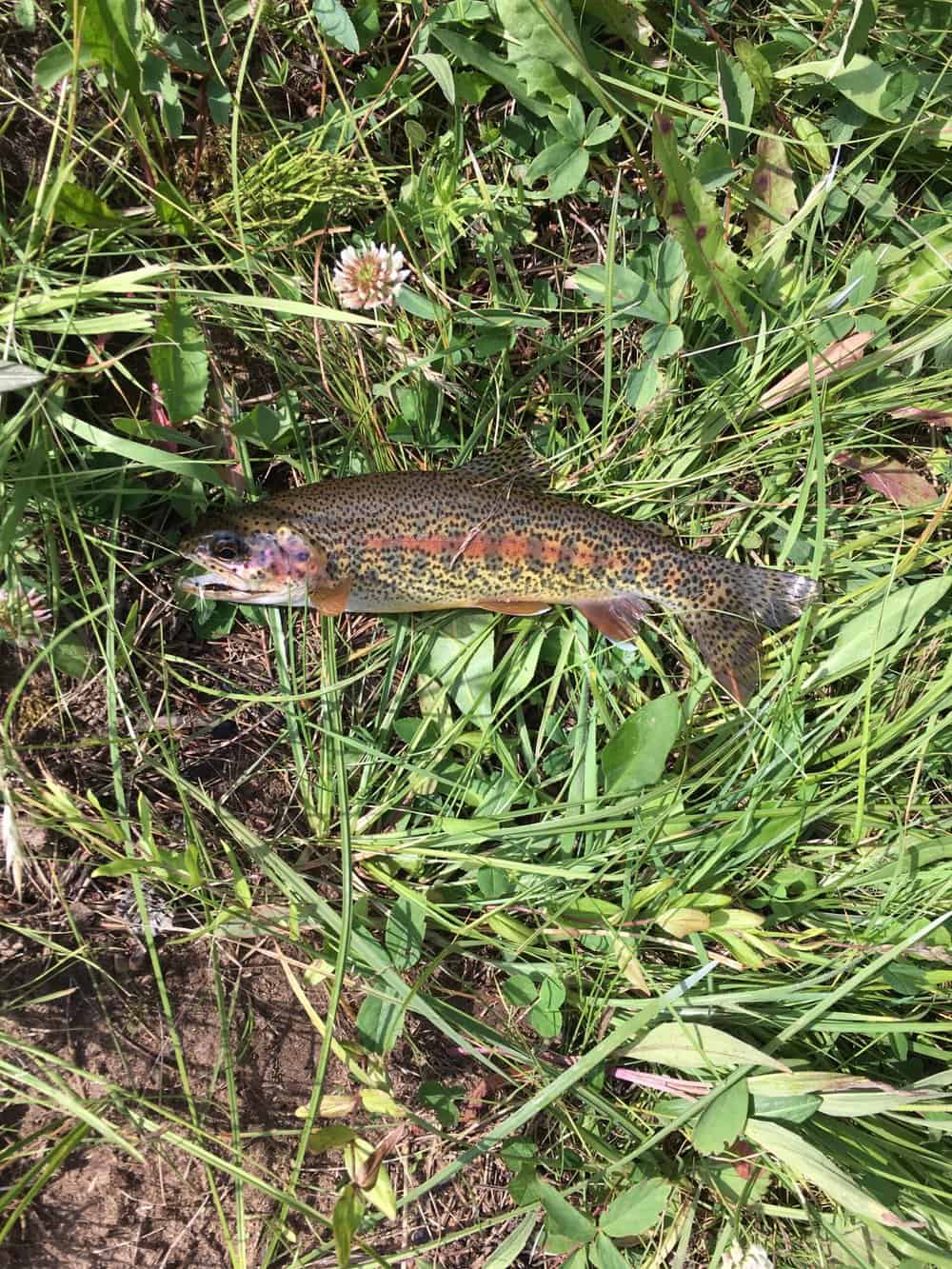 How Long Can Trout Live Out Of Water? Fresh Air Exposure – AnglerWise