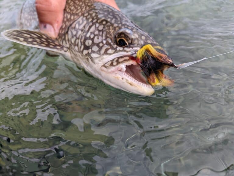 What’s The Best Hook Size For Trout? It Varies, But Smaller Is Usually ...