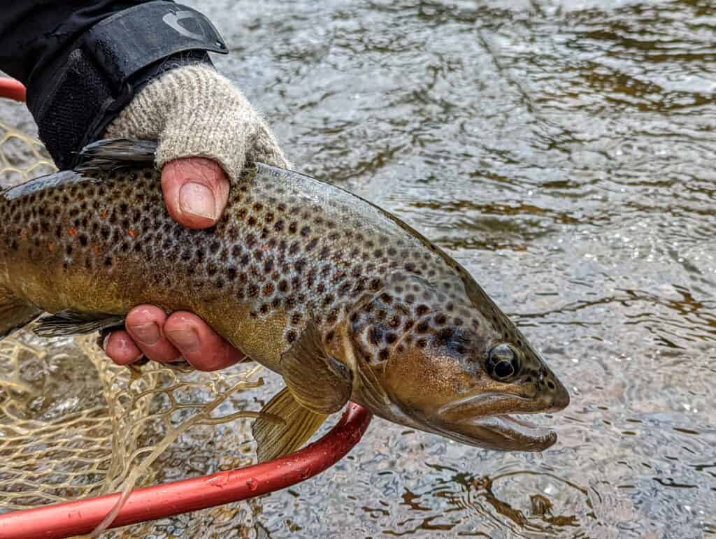 Can Trout Smell? Some Scents Attract Trout, Others Repel Them – AnglerWise
