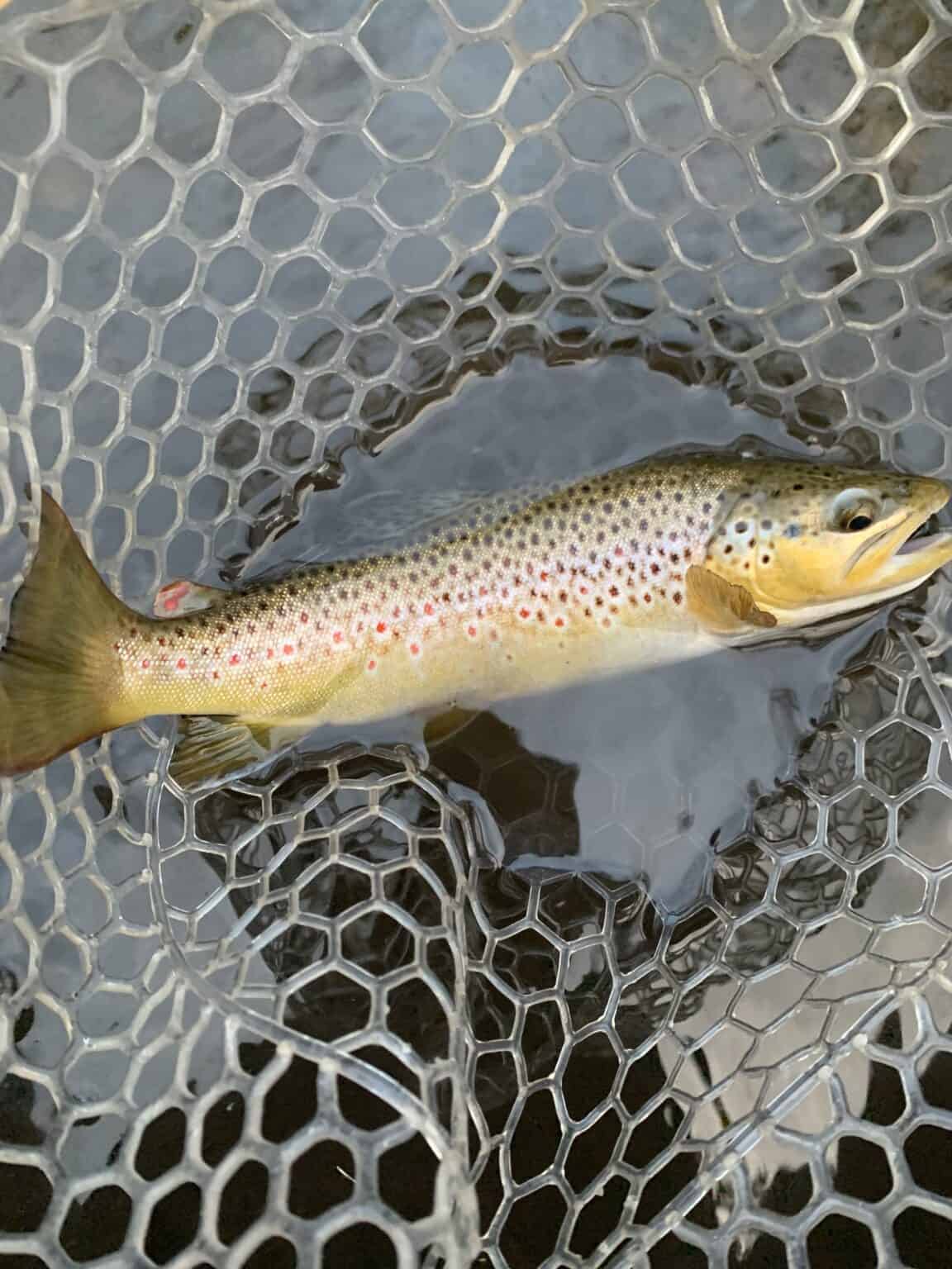 How To Catch Brown Trout: Aggressive And Sensitive Predators – AnglerWise