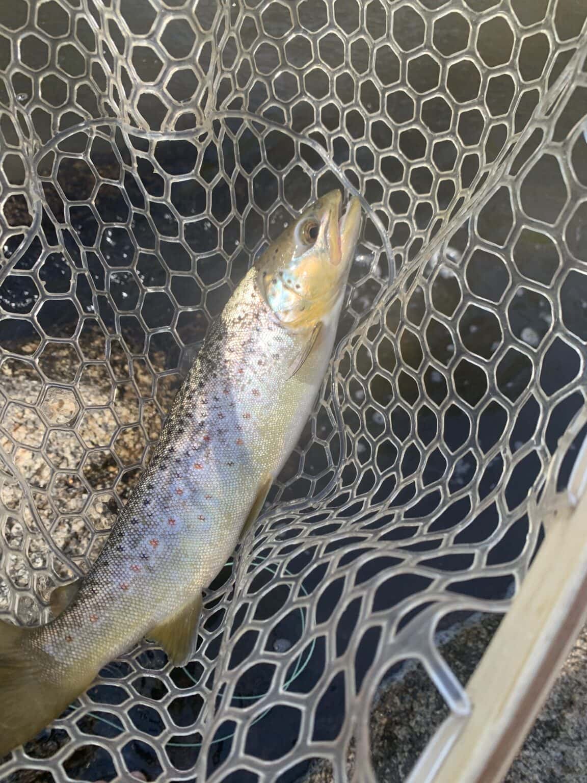 How Does Barometric Pressure Influence Trout Activity And Feeding ...